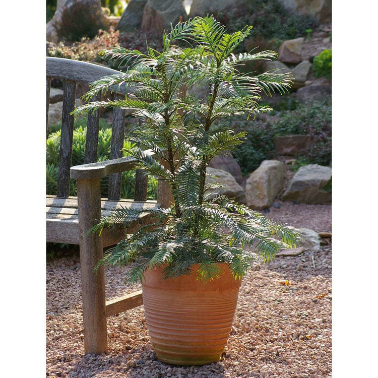 Wollemi Pine Care Guide | tree gifts that grow UK – Tree2mydoor