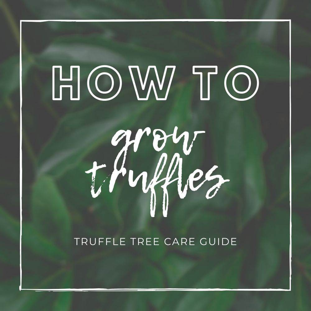 How to Grow Truffles | How to Care for Truffle Trees – Tree2mydoor