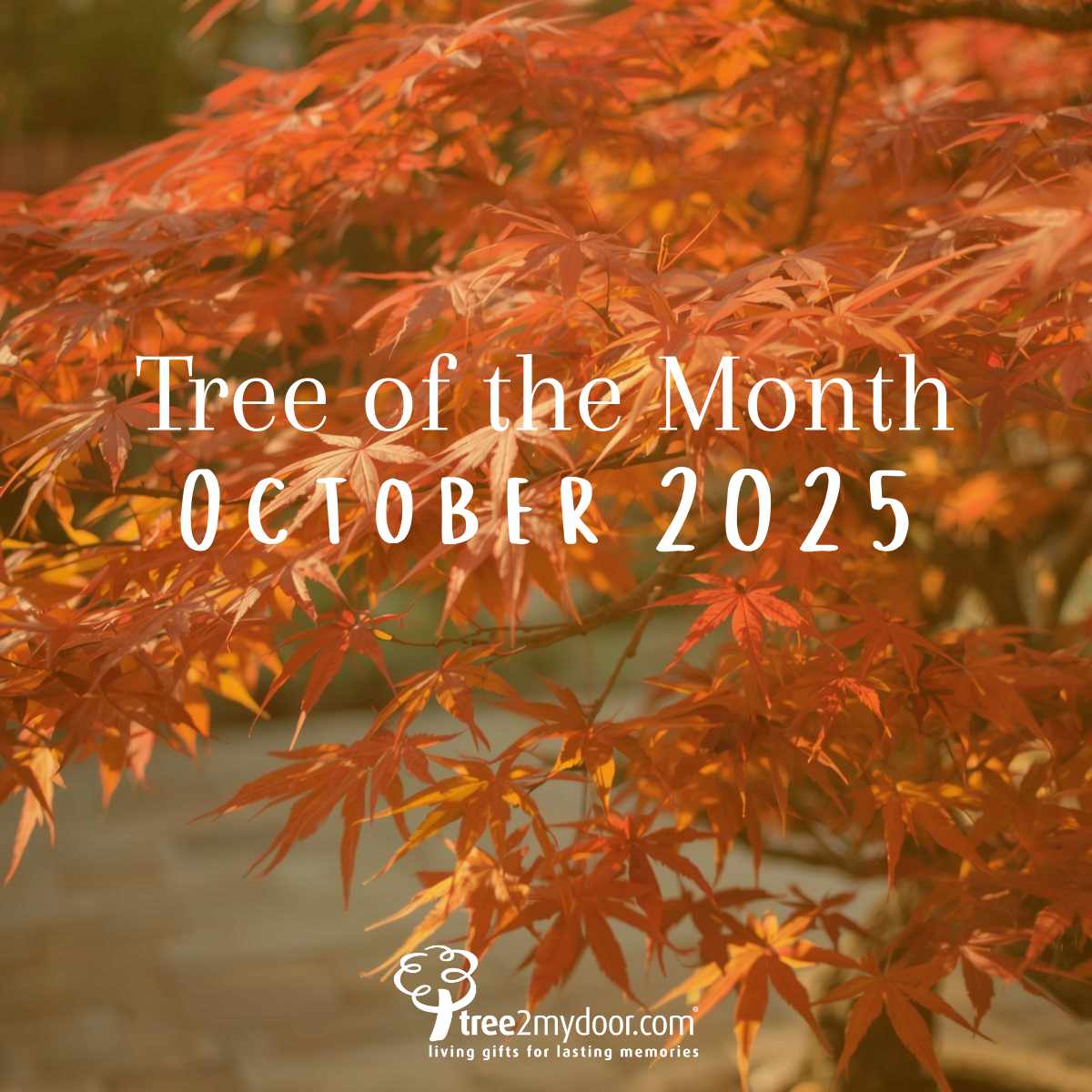 Our Tree of the Month for October 2025 | Tree2mydoor