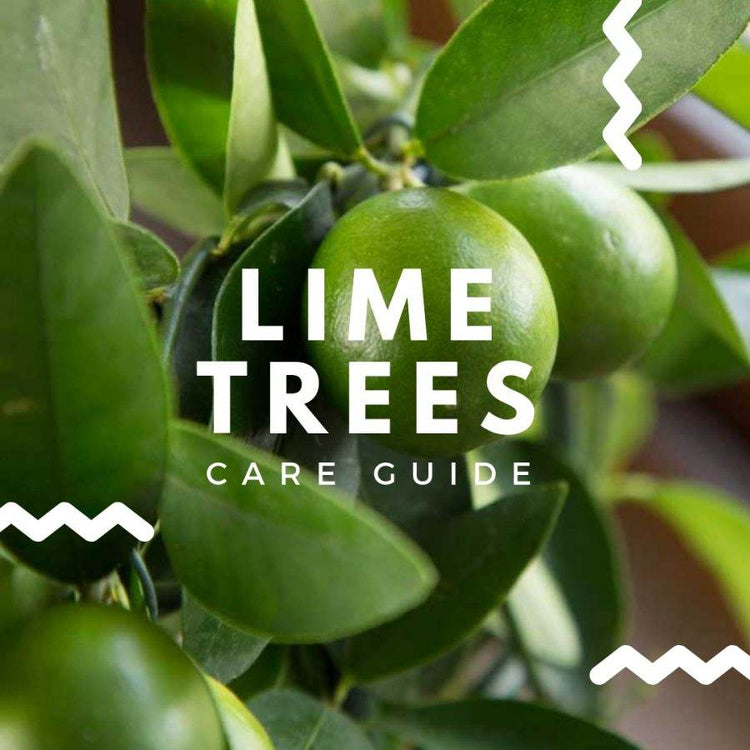 Lime Tree Care Guide | How to Care for a Lime Tree – Tree2mydoor