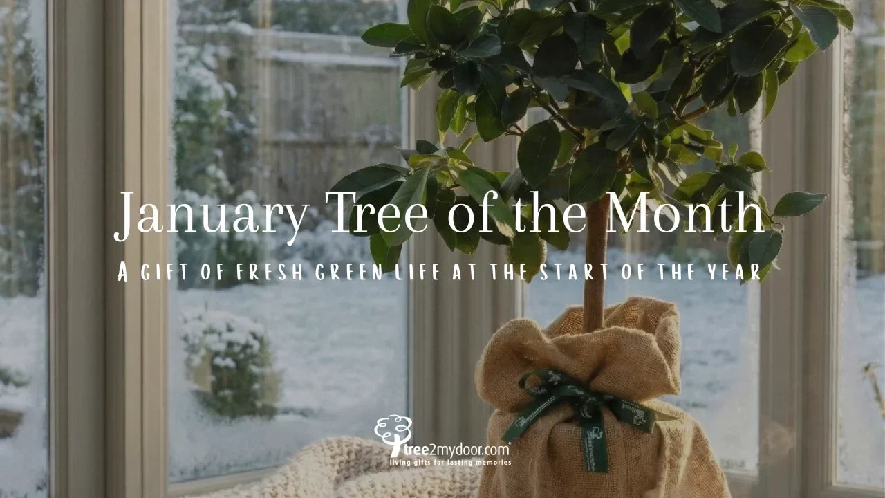 January Tree of the Month | Thoughtful Winter Gifting – Tree2mydoor