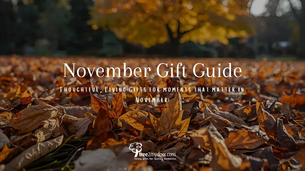 November Gift Guide | Find Unique November Gift Ideas – Tree2mydoor