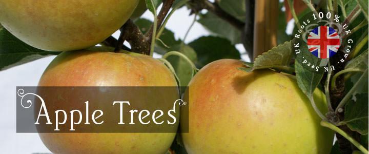 Apple Tree Gift | Plant & Tree Gifts – Tree2mydoor