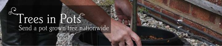 Shop for potted and pot grown trees