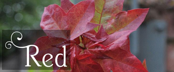 Red Trees & Plants | Plant & Tree Gifts