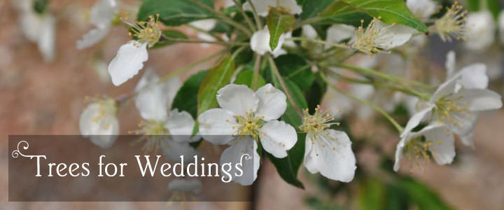Wedding Trees | Trees to Plant on your Wedding Day