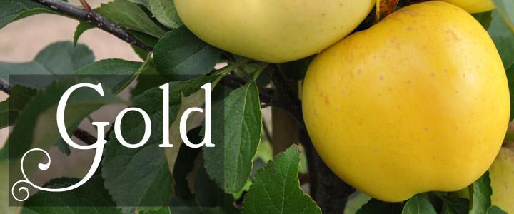 Gold Coloured Trees & Plants | Plant & Tree Gifts