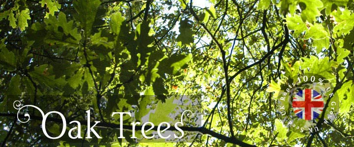 Oak Tree Gifts | Plant & Tree Gifts