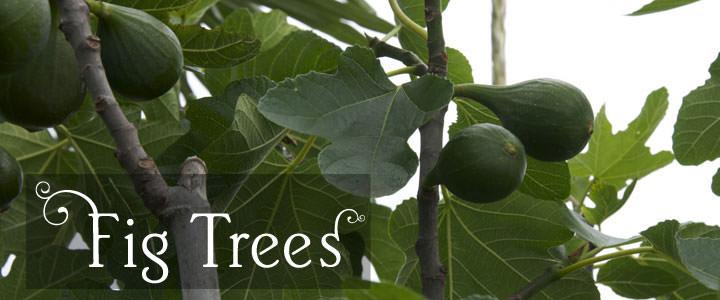 Fig Tree Gift | Plant & Tree Gifts