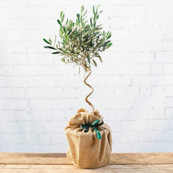 Rowan Tree Symbolism | Rowan Tree Meaning