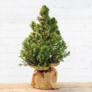 Real Mini Christmas Trees | Mini Christmas Tree Delivery UK – Tree2mydoor