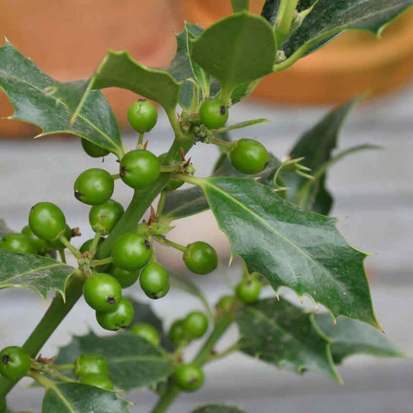 Alaska Holly Tree | Gardeners Club Tree – Tree2mydoor