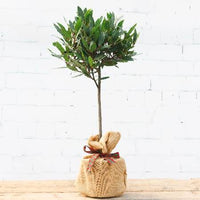 Christmas Bay Tree Gift | Christmas Gifts with Tree2mydoor