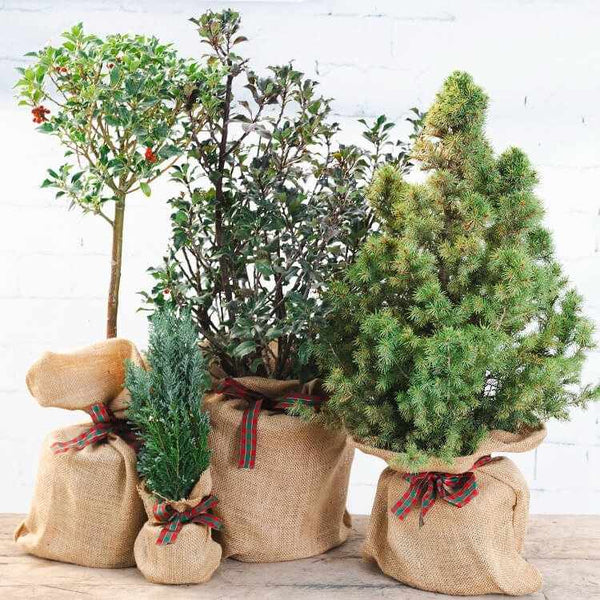 Tree Gifts by Post | Send a Tree as a Present