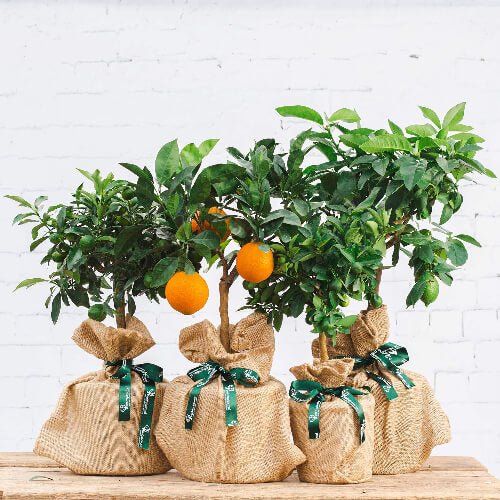 Tree Gifts by Post | Send a Tree as a Present - – Tree2mydoor