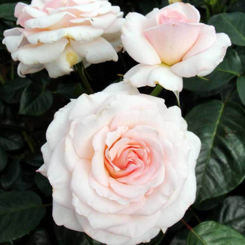 Congratulations Rose Bush Gift | Fragrant Hybrid Tea Rose
