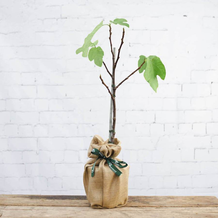 Large Fig Tree Gift | Buy a Large Potted Fig Tree