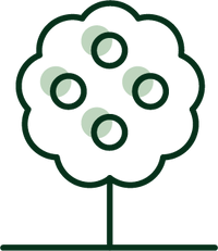 Mini Lemon Tree Gift | Dwarf Lemon Tree