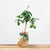 Mini Lemon Tree Gift | Dwarf Lemon Tree