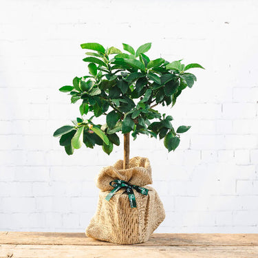 Tree Gifts by Post | Send a Tree as a Present