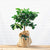 Send a Lemon Tree Gift | delivered by Tree2mydoor.com