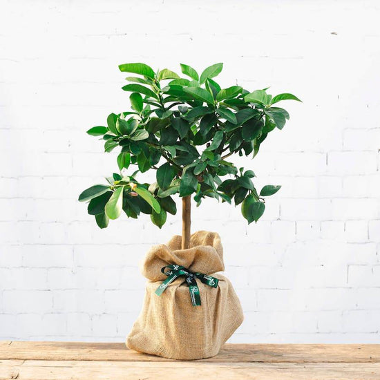 Send a Lemon Tree Gift | delivered by Tree2mydoor.com