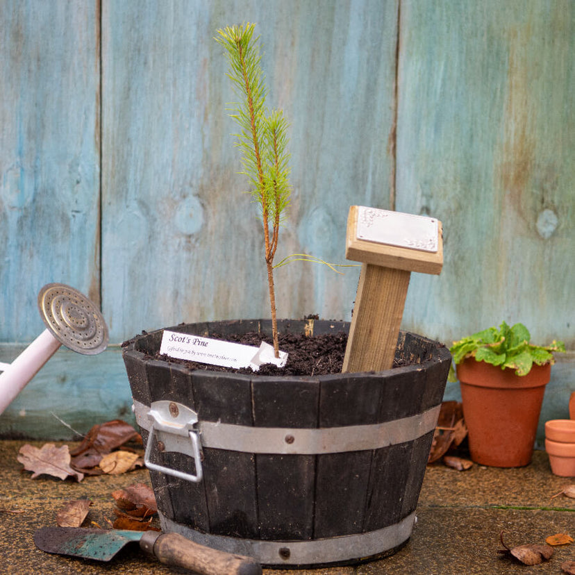 Tree Gifts by Post | Send a Tree as a Present