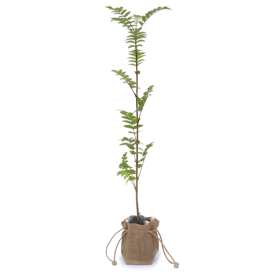 Rowan Tree Gift | A Living Symbol of Protection – Tree2mydoor