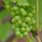 White Grape Vine Gift | Buy a Quality Lakemont Grape Vine – Tree2mydoor
