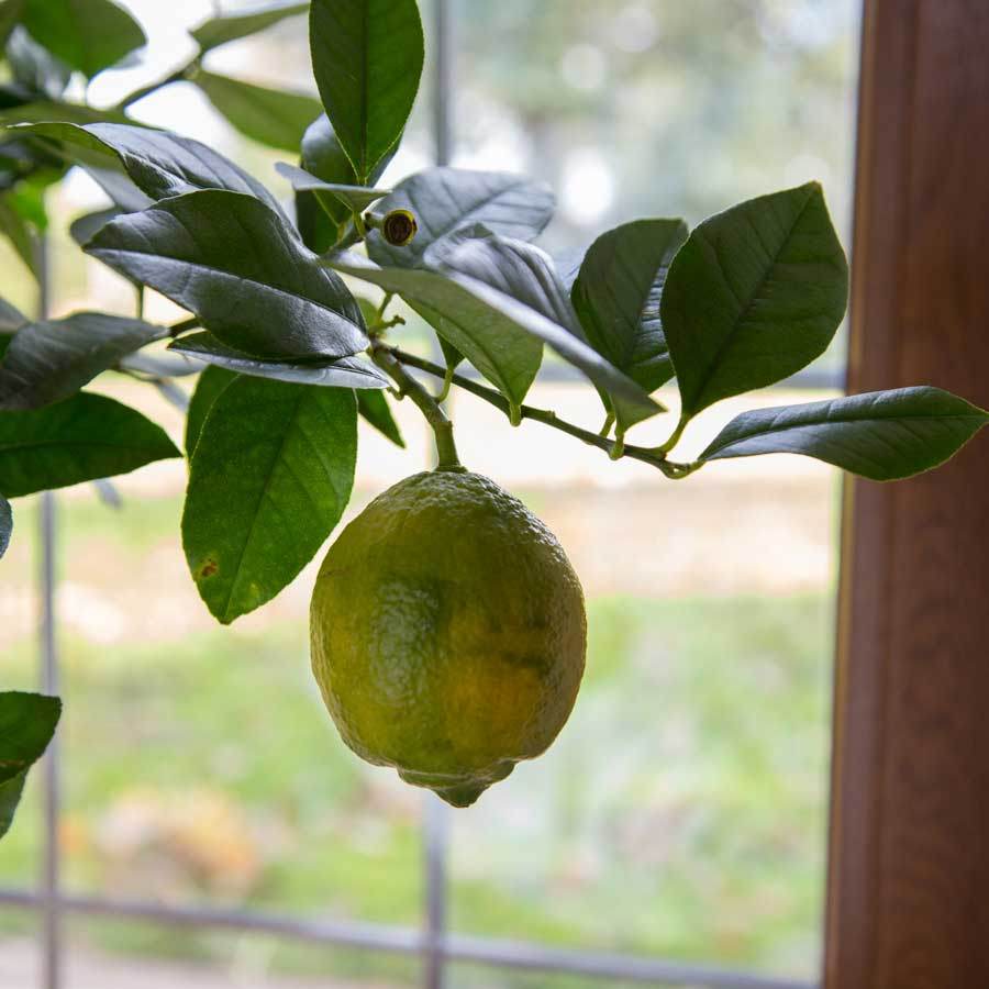 Red Lemon Tree Gift | Send a Lemon Tree