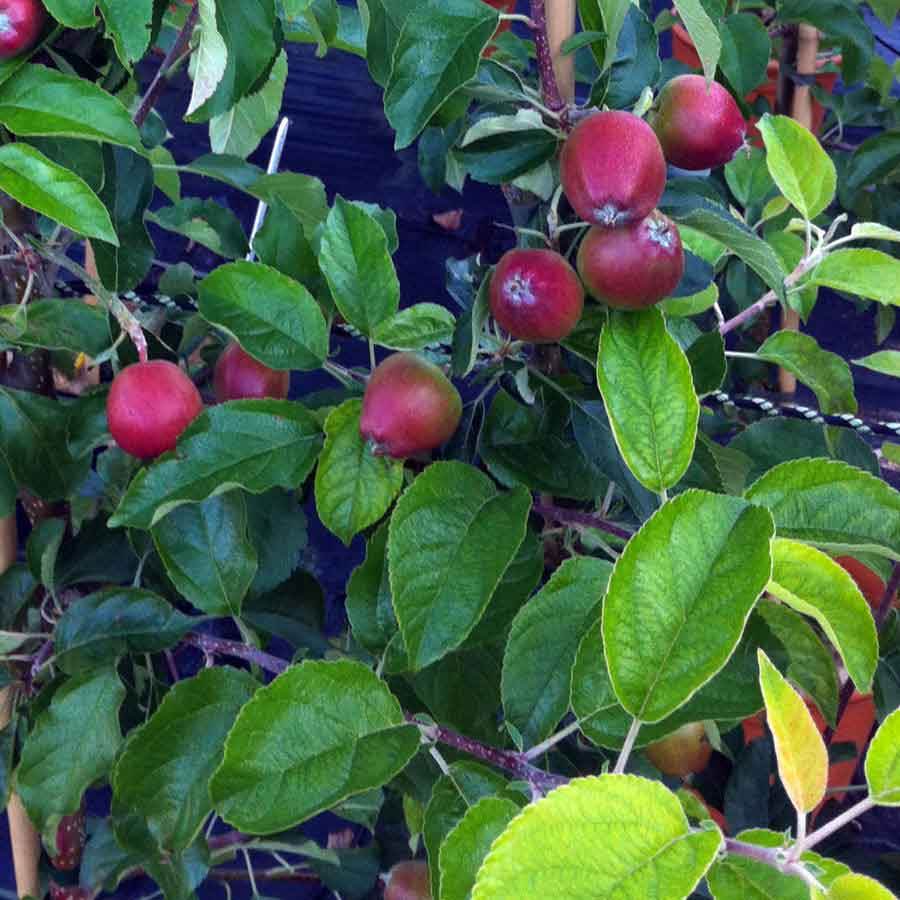 Dwarf Pinova Apple Tree Gift | Order a Top Quality Patio Apple Tree