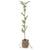 Rowan Tree Gift | Buy a Rowan Tree Sapling as a Gift