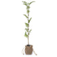 Rowan Tree Gift | Buy a Rowan Tree Sapling as a Gift – Tree2mydoor