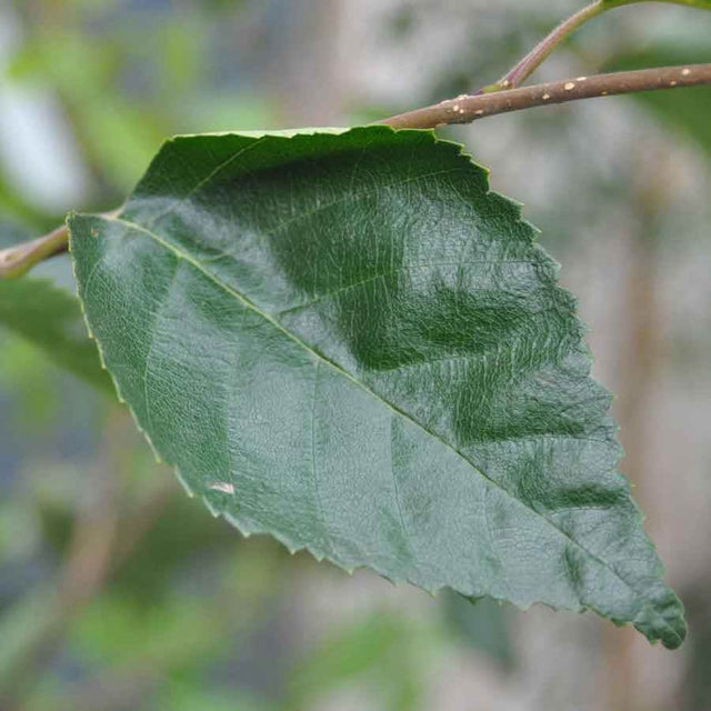 Snow Queen Birch Tree Gift | Order a Betula ‘Snow Queen’