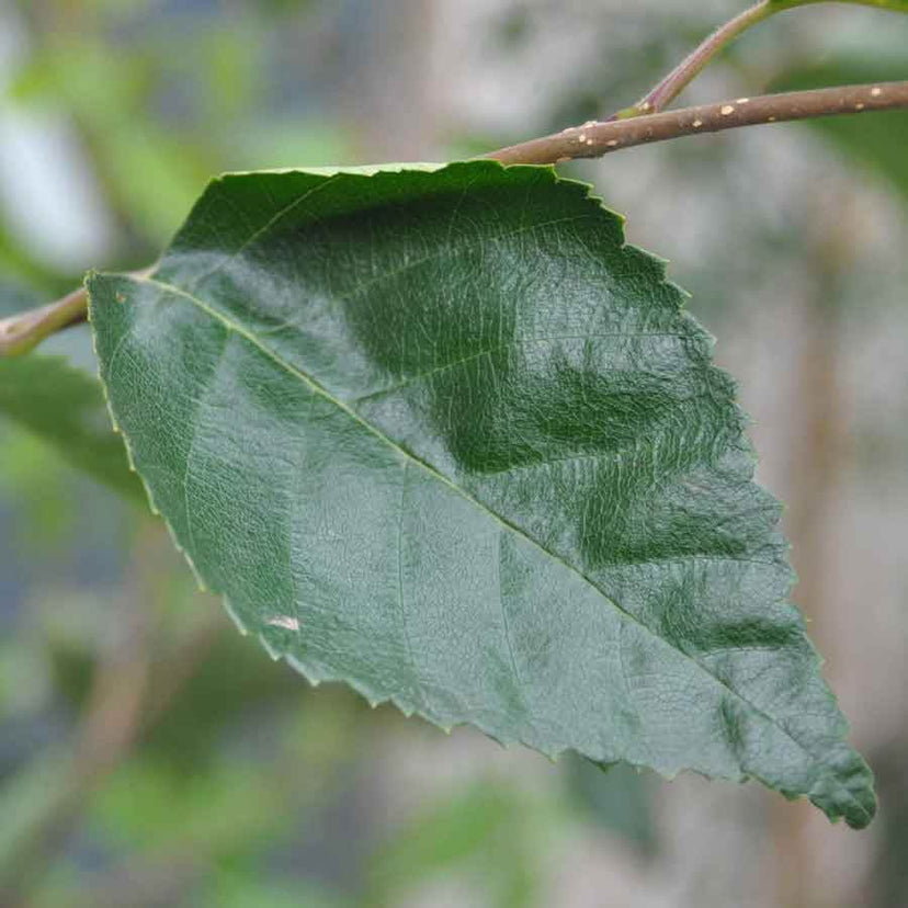 Snow Queen Birch Tree Gift | Order a Betula ‘Snow Queen’