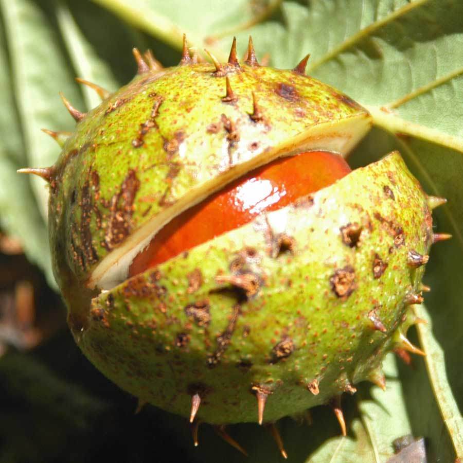 Promotional Tree Seeds - Perfect Eco Friendly Business Gift