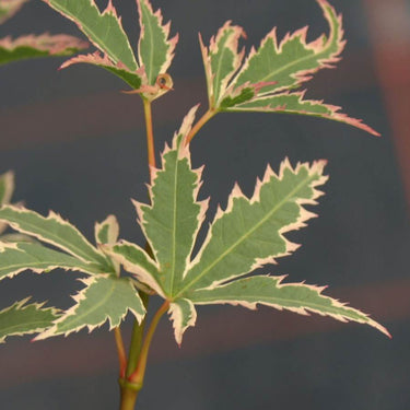 Butterfly Japanese Maple Tree Gift | Buy Acer ‘Butterfly’