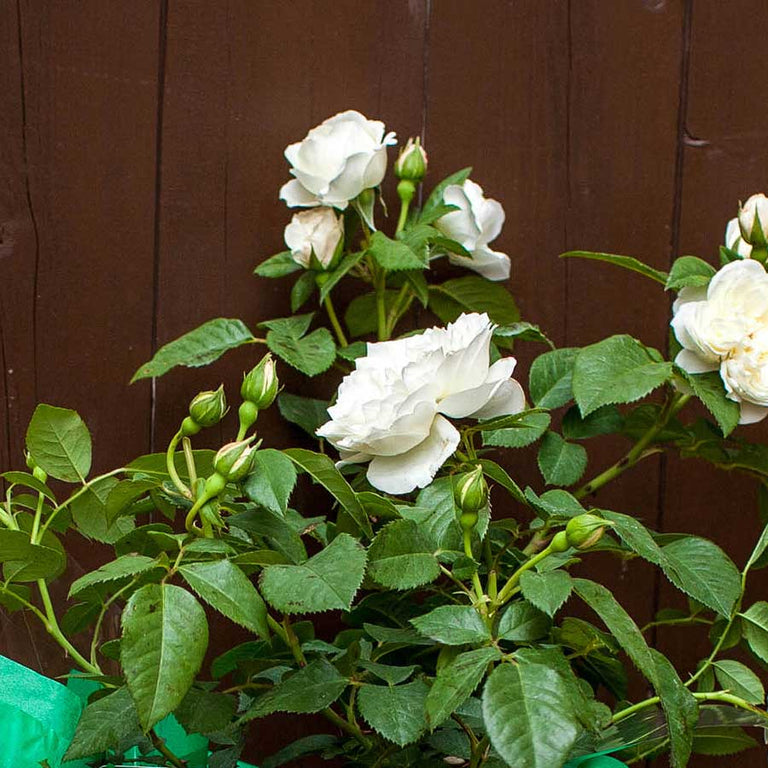 Diamond 60th Anniversary Rose Gift | White Rose Bush – Tree2mydoor