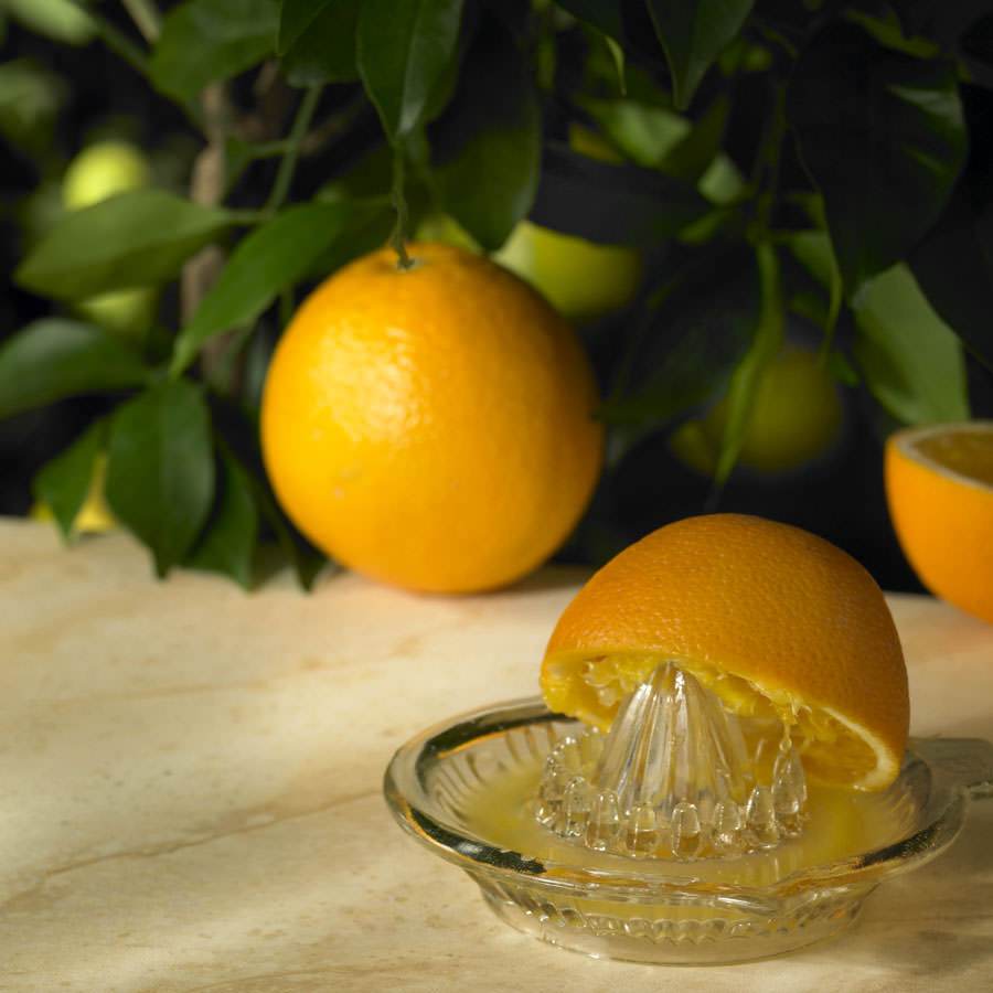 Orange Tree Gift | Send High Quality Citrus Sinensis Trees as Gift