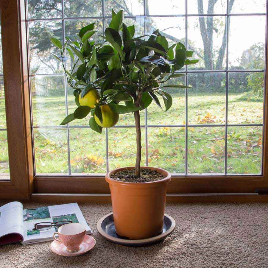 Orange Tree Gift | Send High Quality Citrus Sinensis Trees as Gift
