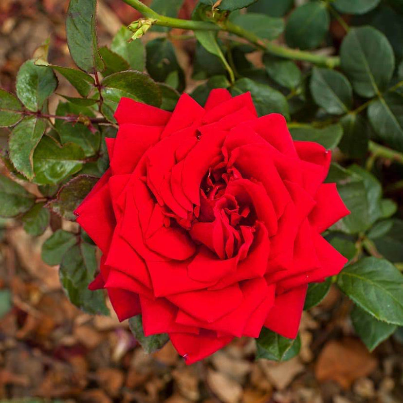 Loving Memories Rose Bush Gift | Vibrant Red Remembrance Rose