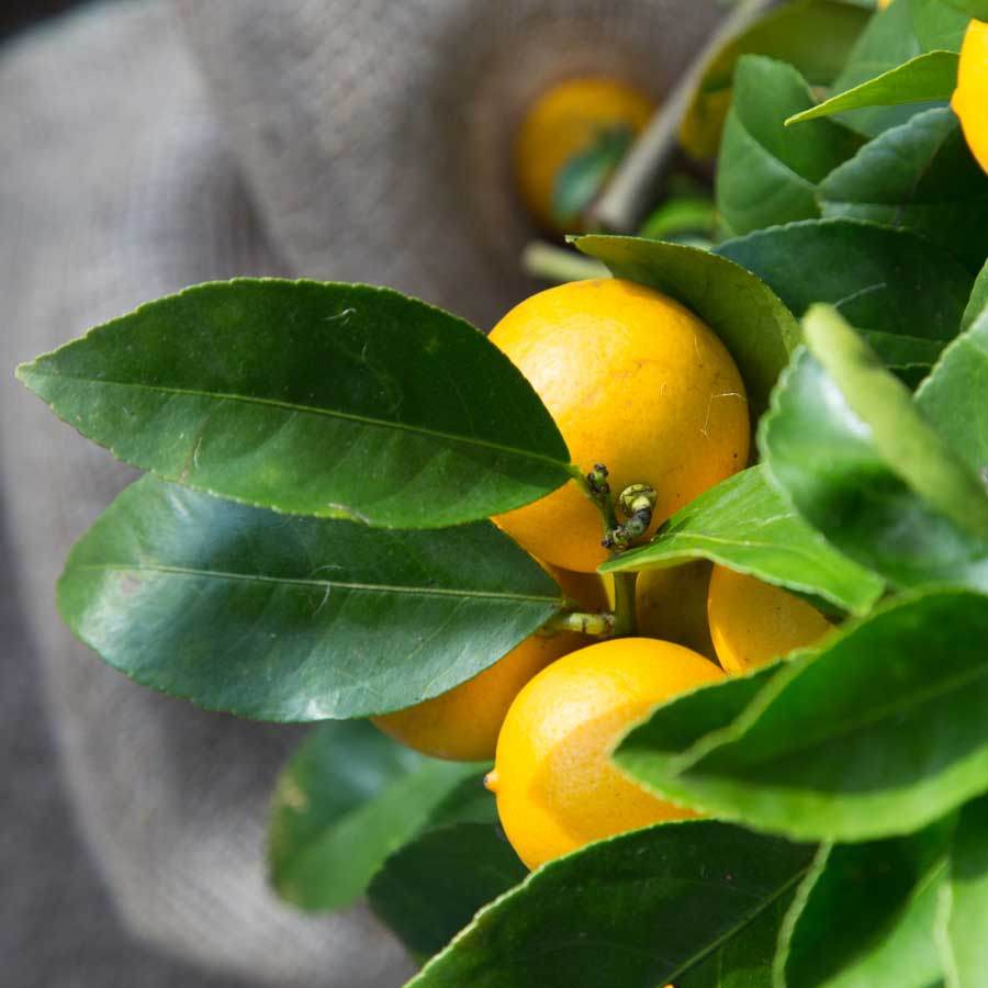 Espalier Lemon Tree Gift | Lemon Tree on Espalier Frame