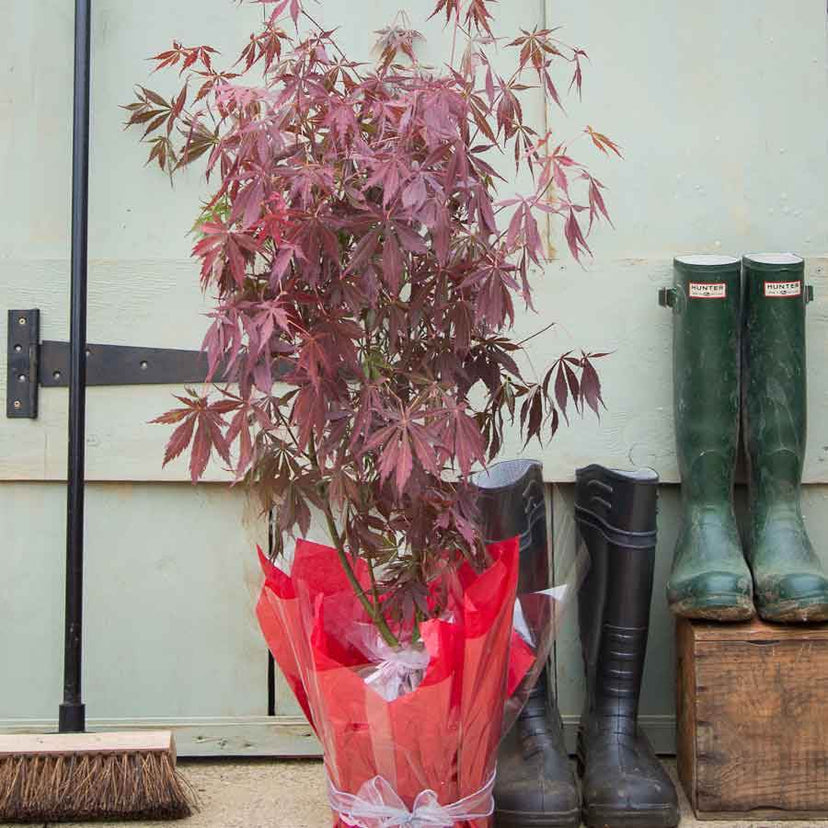 Suminagashi Japanese Maple Tree Gift | Buy Acer 'Suminagashi'