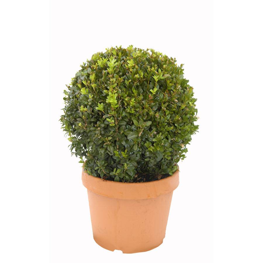 Box Ball Tree Gift | Buxus Gifts