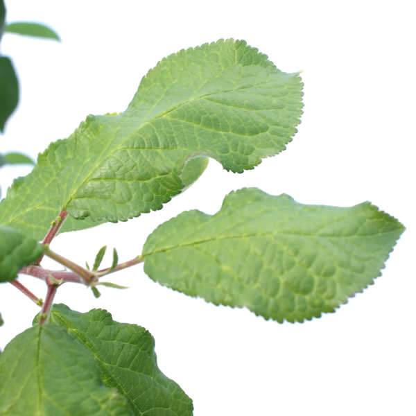Patio Plum Tree | High-Quality Dwarf Plum Tree