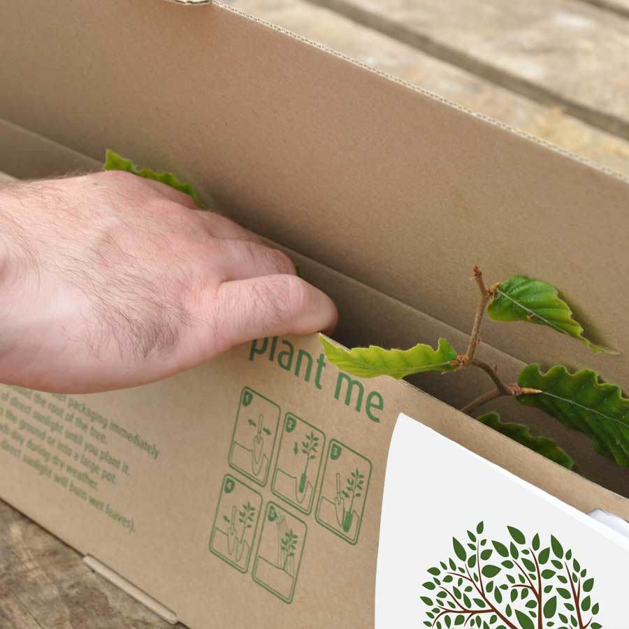 Birthday Tree Gift Pack | Tree Gift Ideas for Birthdays