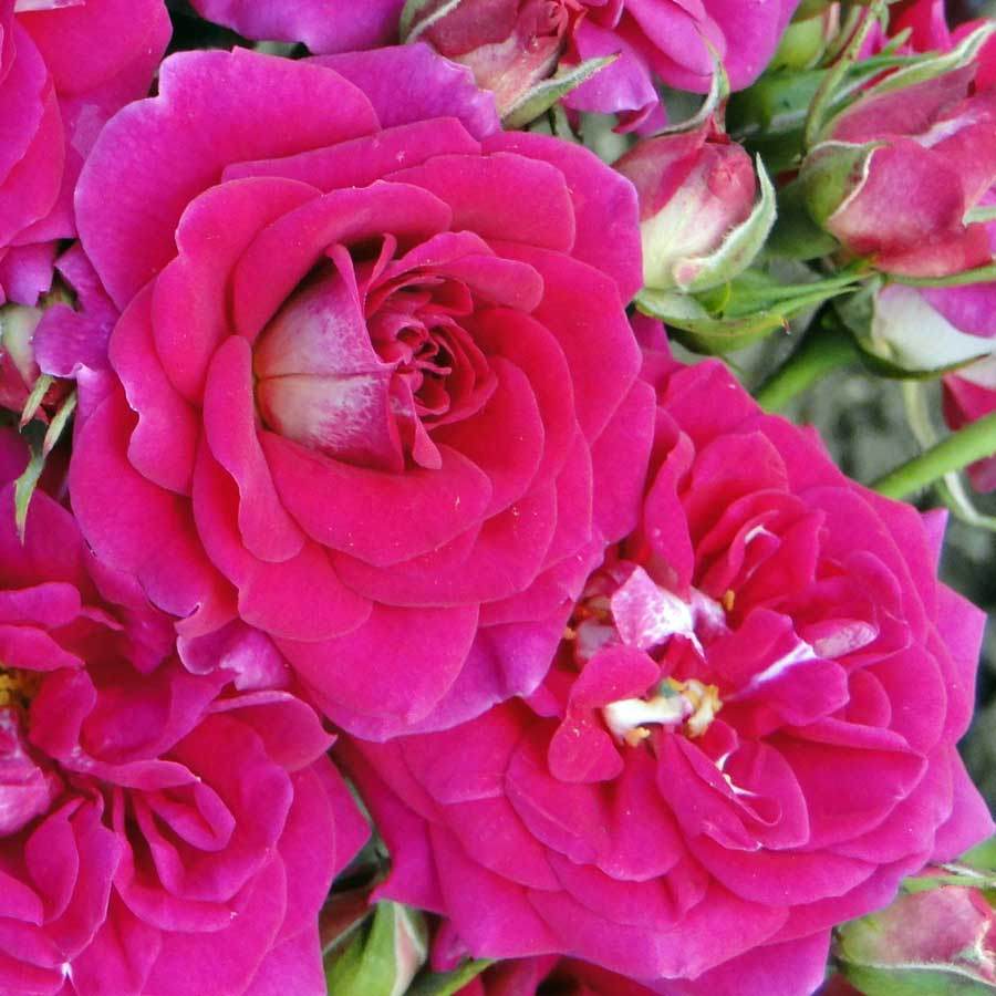 The Perfect Match Standard Rose on 80cm stem – Tree2mydoor