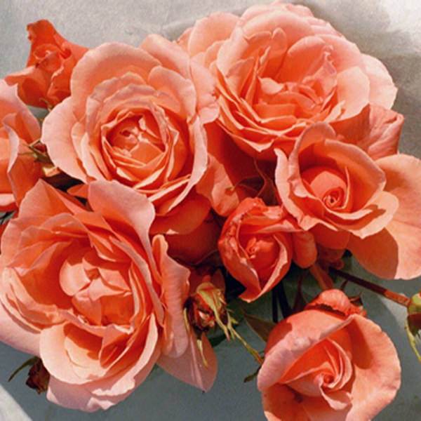 Blessings Rose Bush Gift | Top Quality Coral Pink Rose Bush
