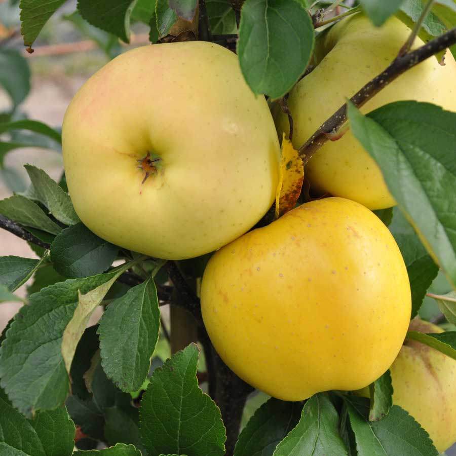 Golden Delicious Apple Tree Gift | Apple Tree Gifts – Tree2mydoor