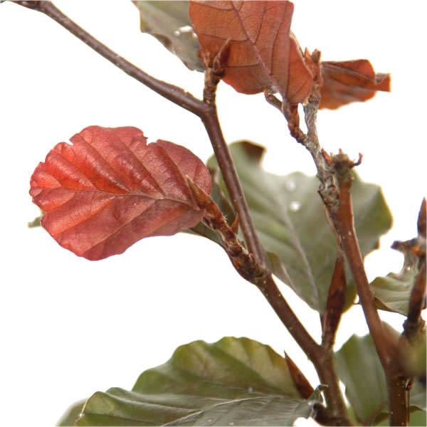 Copper Beech Tree Gift | Send a Copper Beech Sapling as a Gift